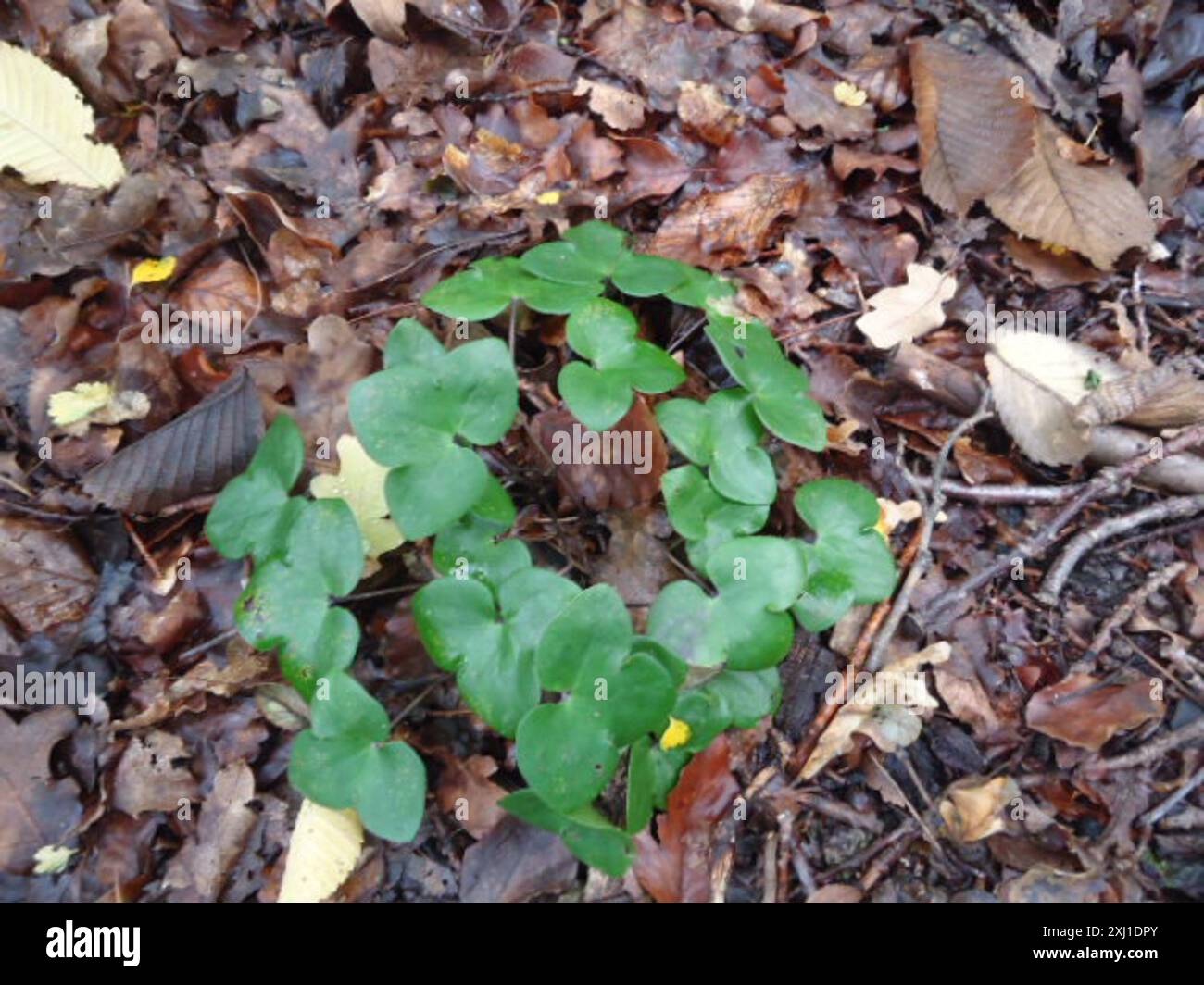 Liverleaf (Hepatica nobilis) Plantae Stock Photo - Alamy