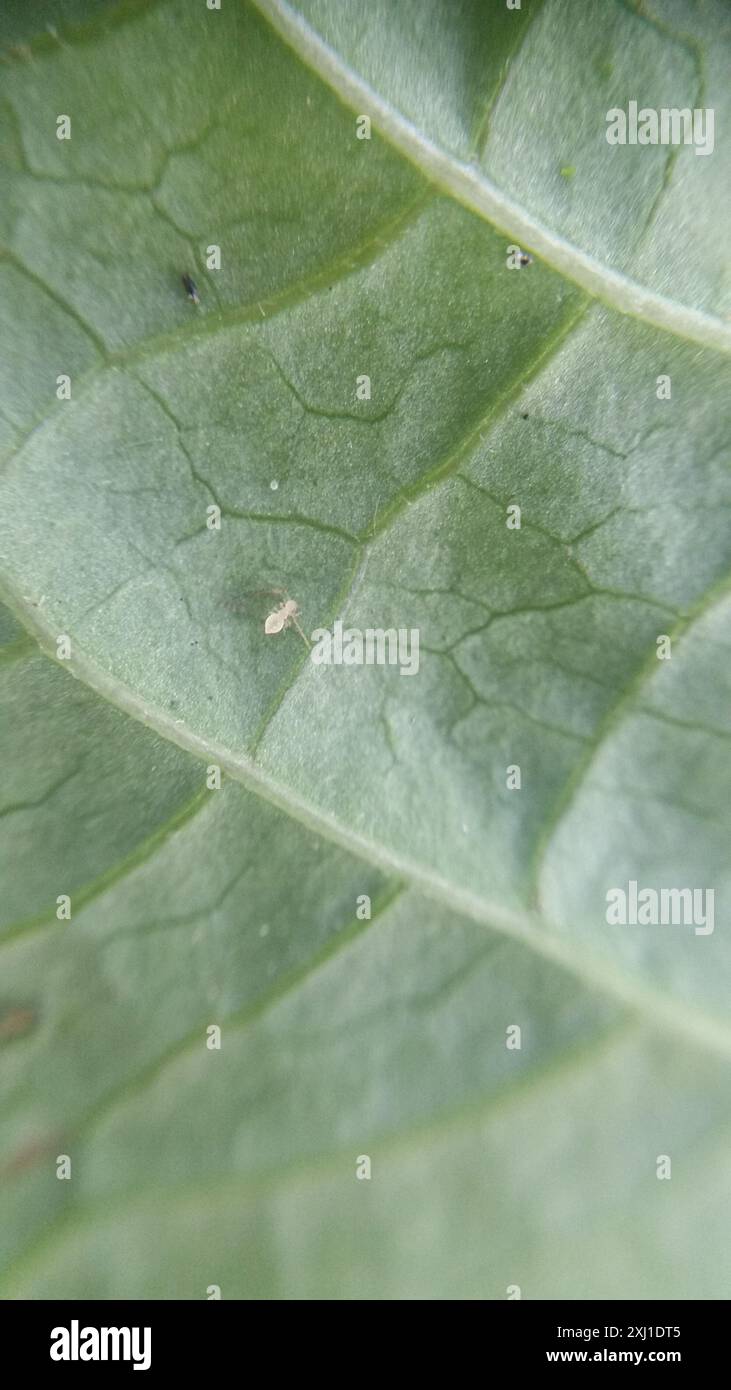 Barklice, Booklice, and Parasitic Lice (Psocodea) Insecta Stock Photo ...