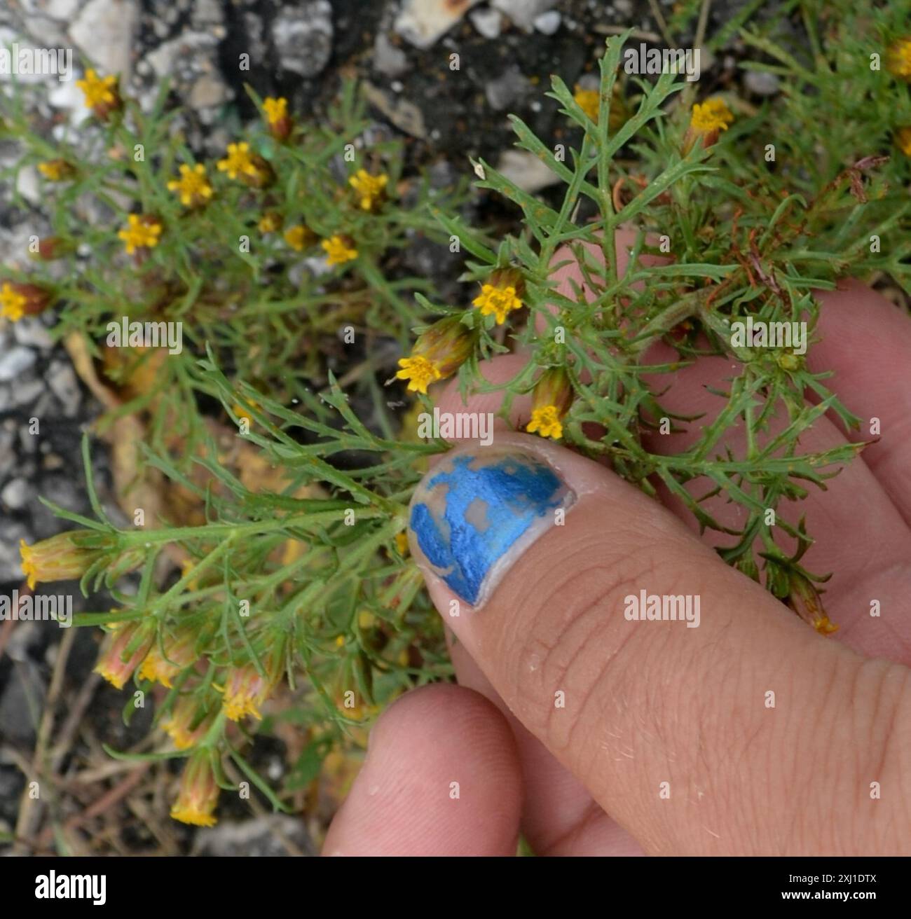 Fetid marigold (Dyssodia papposa) Plantae Stock Photo - Alamy