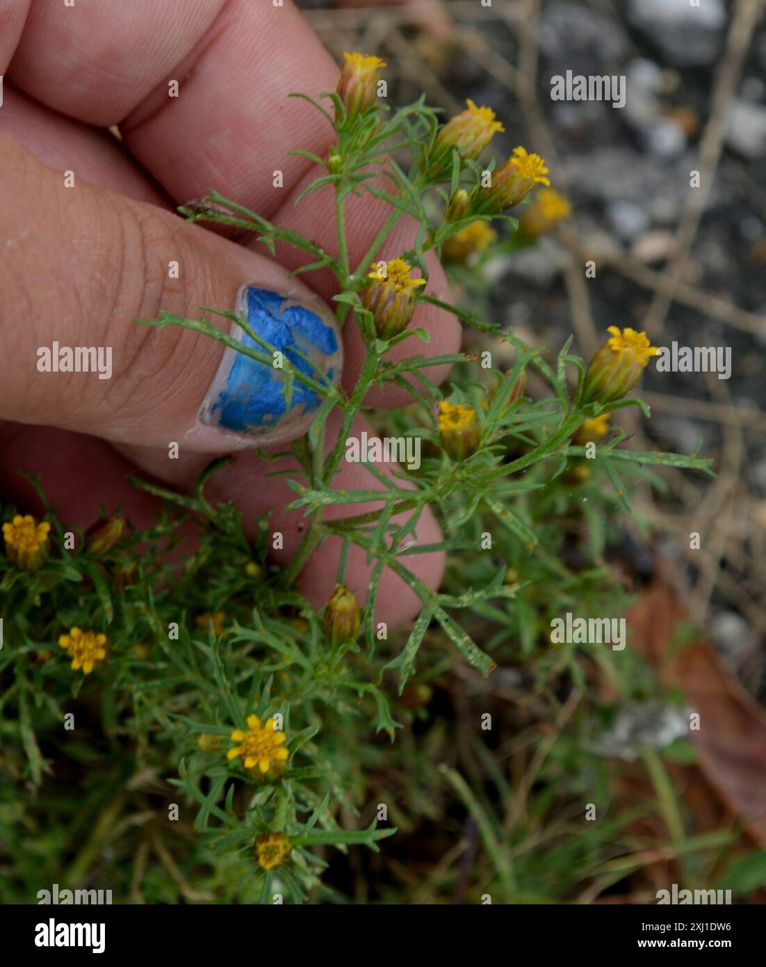 Fetid marigold (Dyssodia papposa) Plantae Stock Photo - Alamy