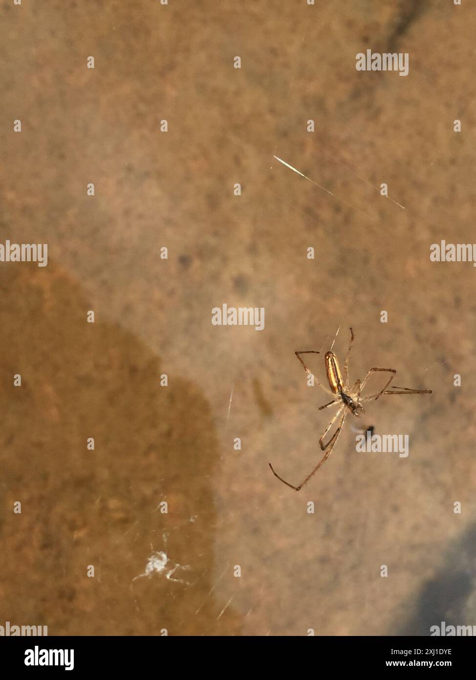 Stretch Spiders (Tetragnatha) Arachnida Stock Photo - Alamy