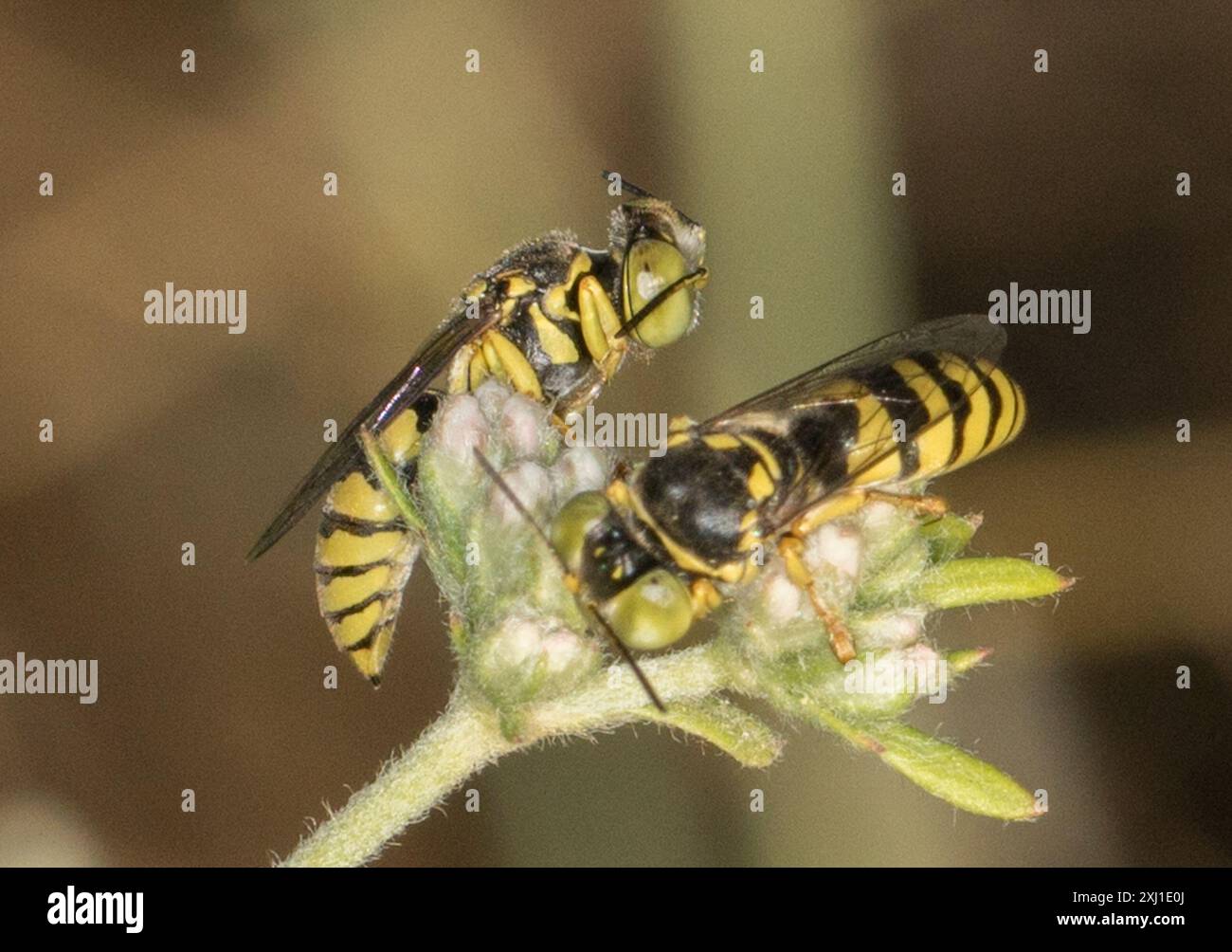 Sand Wasps (Bembicini) Insecta Stock Photo - Alamy