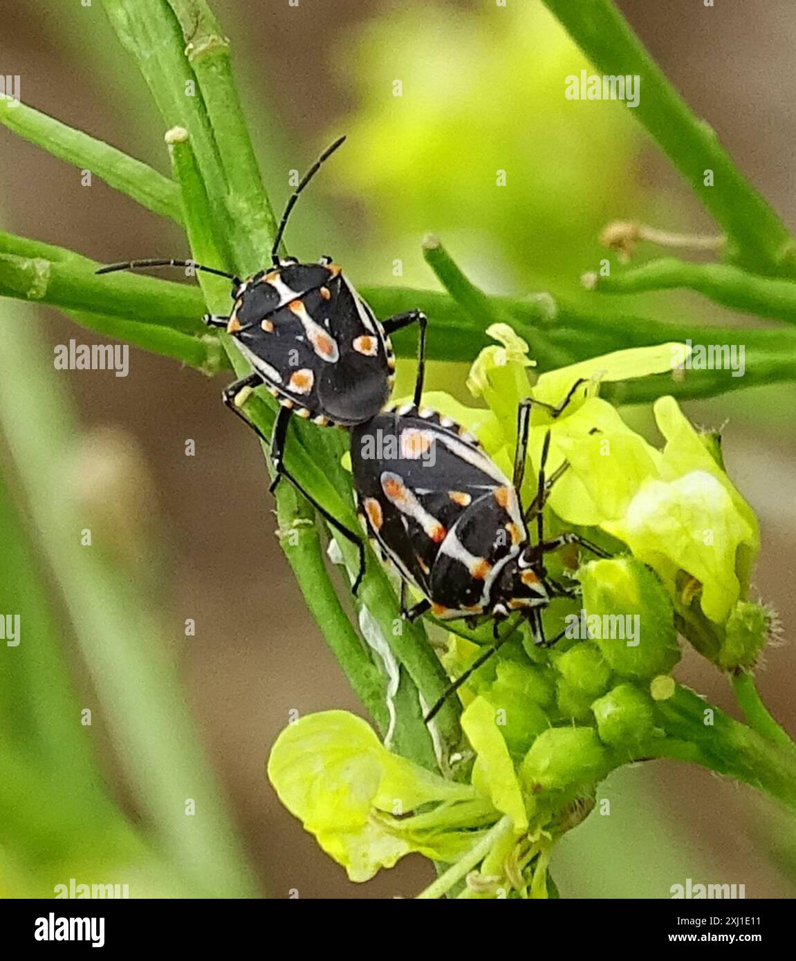 Bagrada Bug (Bagrada hilaris) Insecta Stock Photo - Alamy