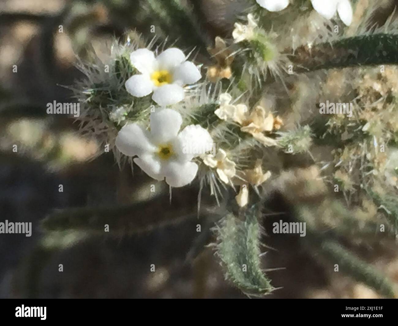 Annual Cryptanthas (Cryptantha) Plantae Stock Photo - Alamy