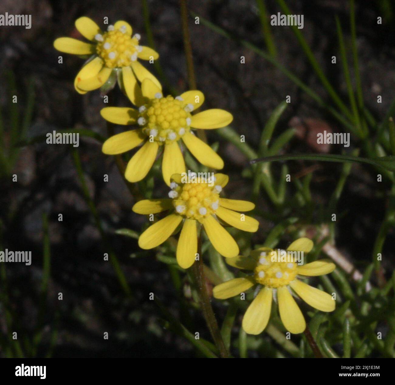 glue-seed (Blennosperma nanum) Plantae Stock Photo - Alamy