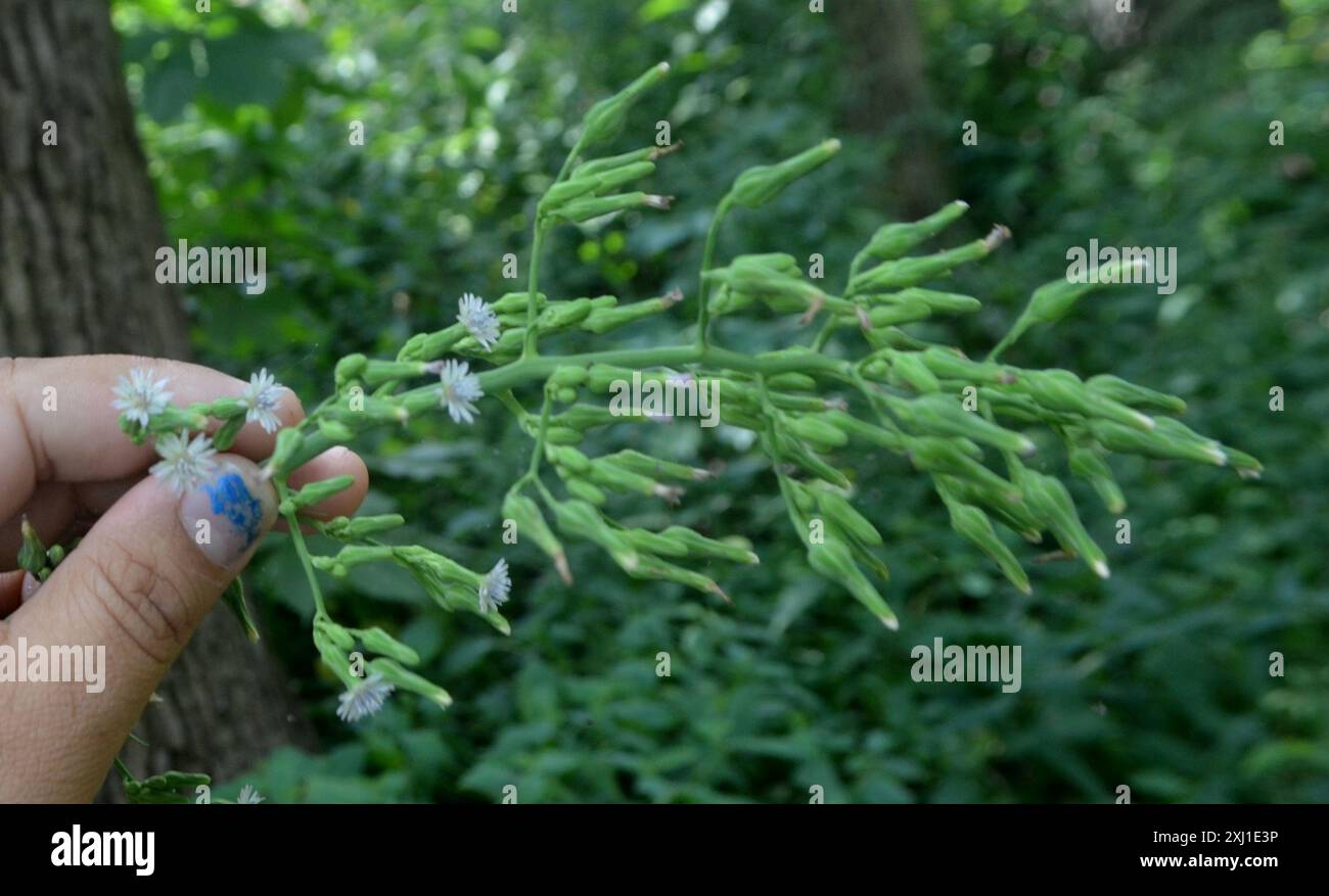tall blue lettuce (Lactuca biennis) Plantae Stock Photo - Alamy
