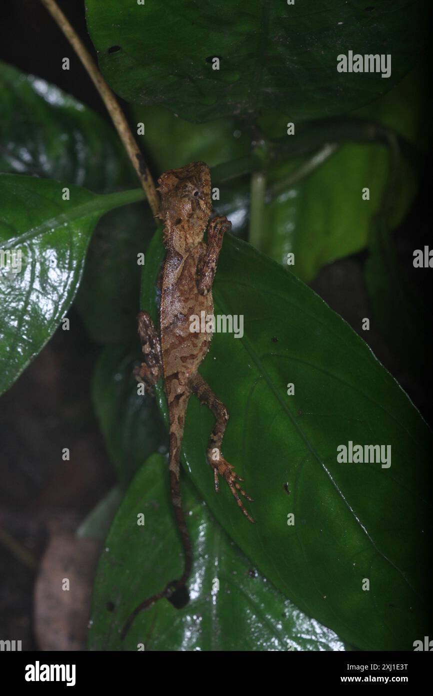 Scale-bellied Tree Lizard (Acanthosaura lepidogaster) Reptilia Stock ...