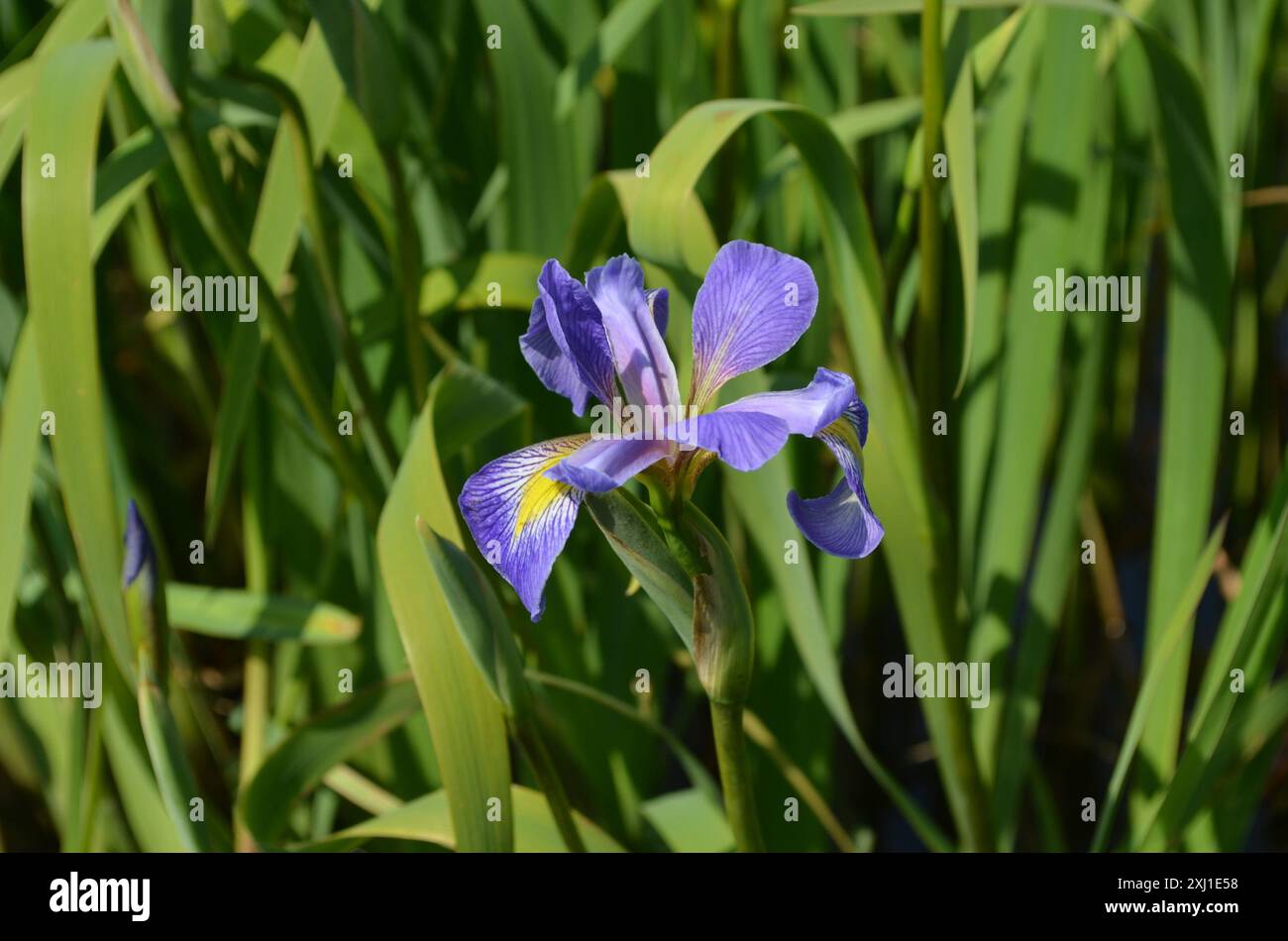 southern blue-flag iris (Iris virginica shrevei) Plantae Stock Photo ...