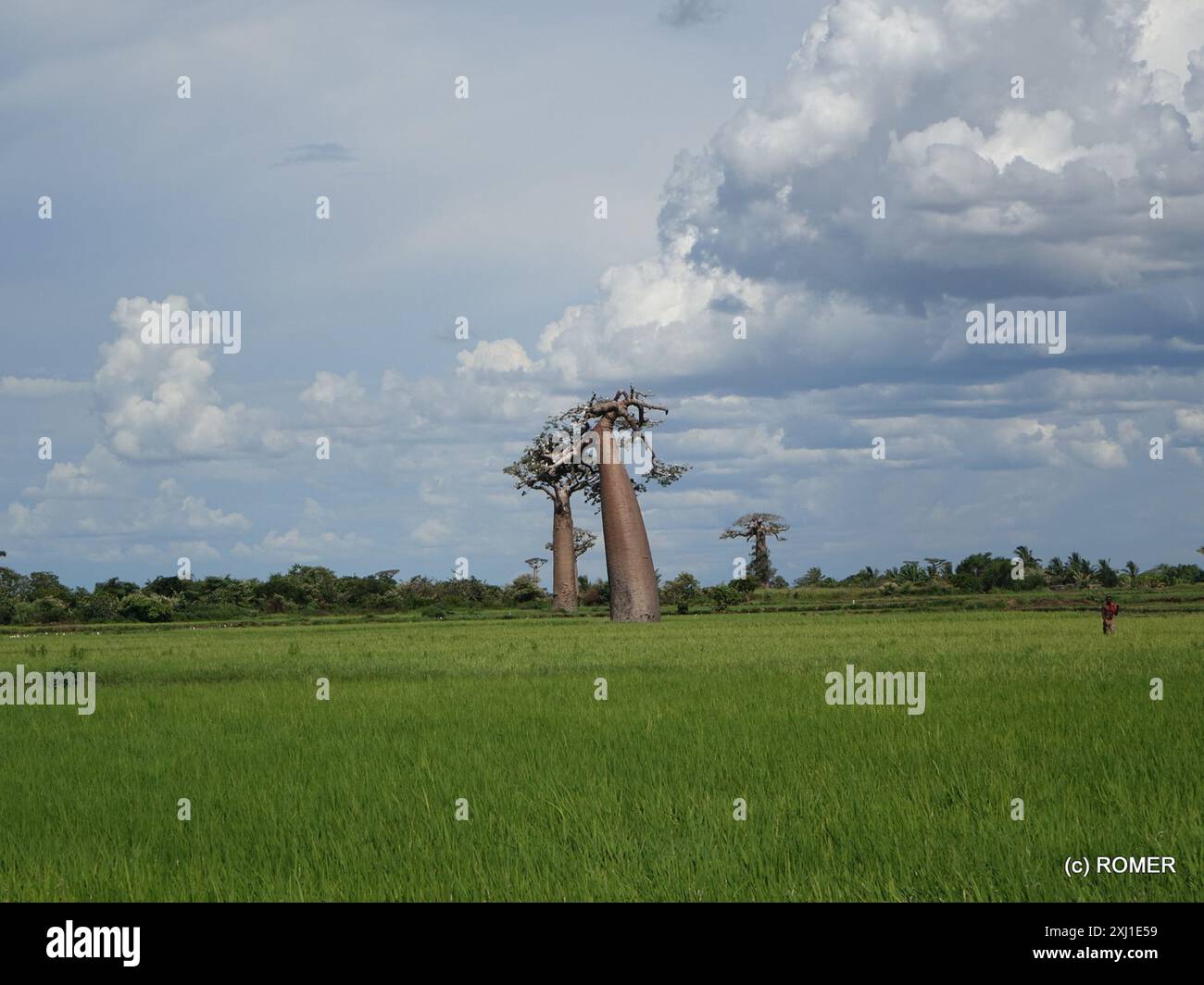 Grandidier's baobab (Adansonia grandidieri) Plantae Stock Photo - Alamy