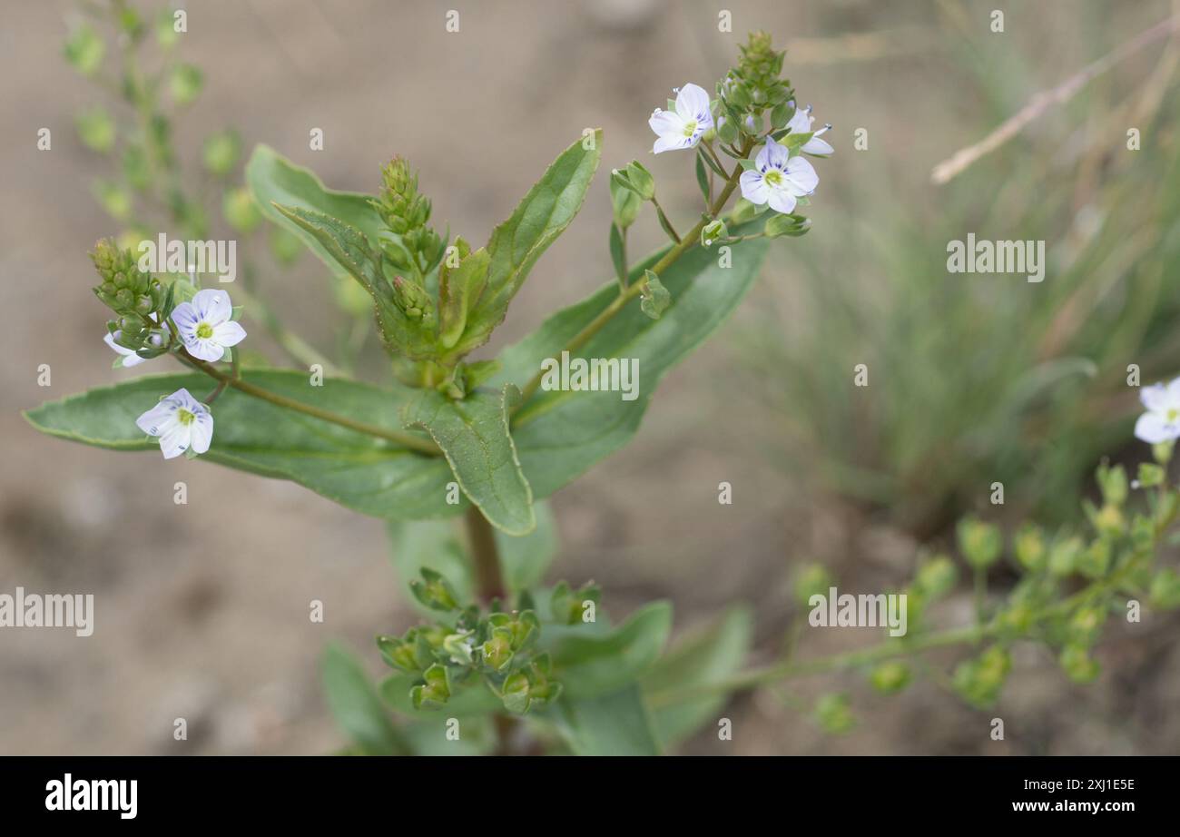 blue water-speedwell (Veronica anagallis-aquatica) Plantae Stock Photo ...