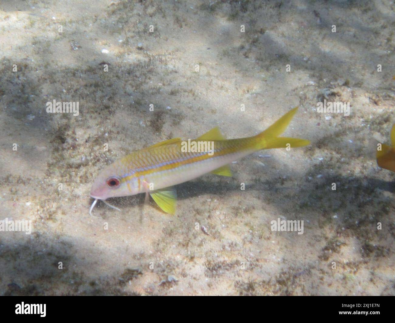 Yellowfin Goatfish (Mulloidichthys vanicolensis) Actinopterygii Stock ...
