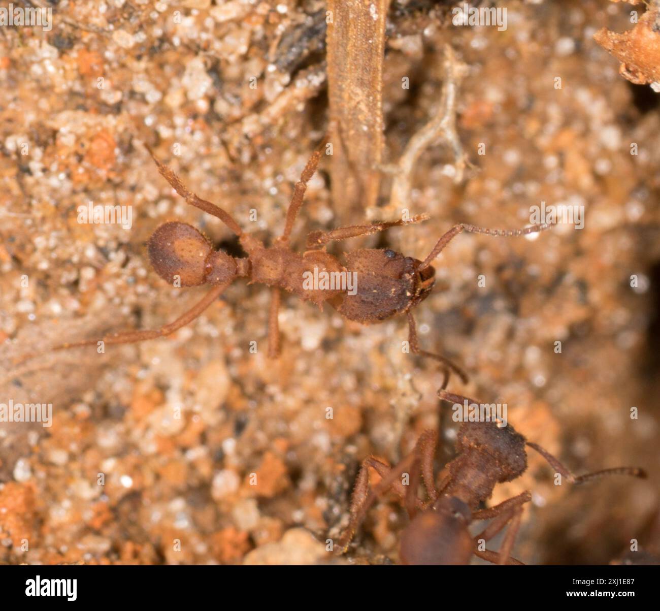 Northern Fungus-farming Ant (Trachymyrmex septentrionalis) Insecta ...