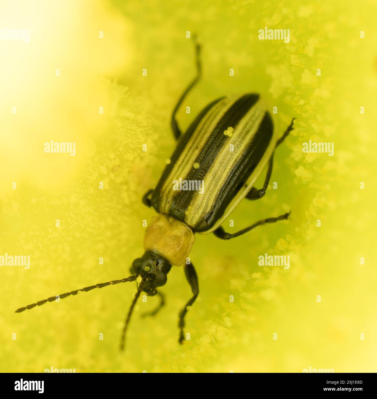 Western Striped Cucumber Beetle (Acalymma trivittatum) Insecta Stock ...