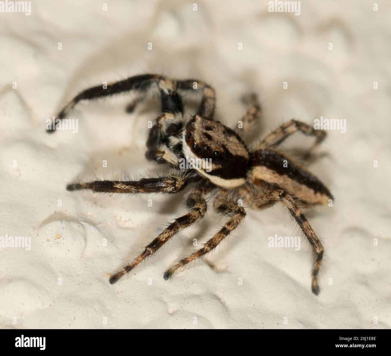 Gray Wall Jumping Spider (Menemerus bivittatus) Arachnida Stock Photo ...