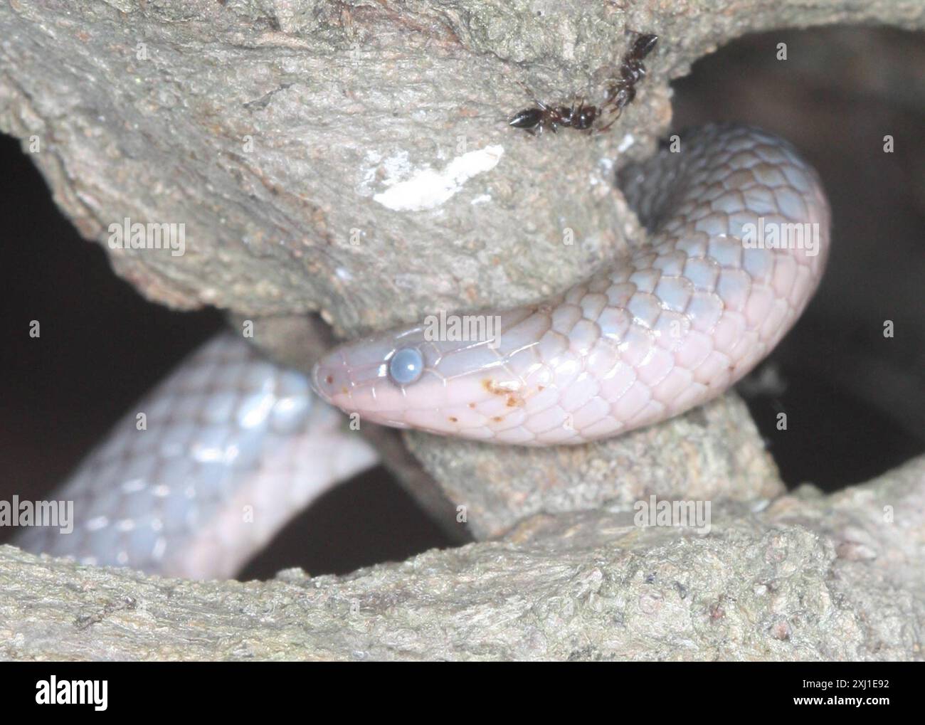 Eastern Worm Snake (Carphophis amoenus) Reptilia Stock Photo - Alamy