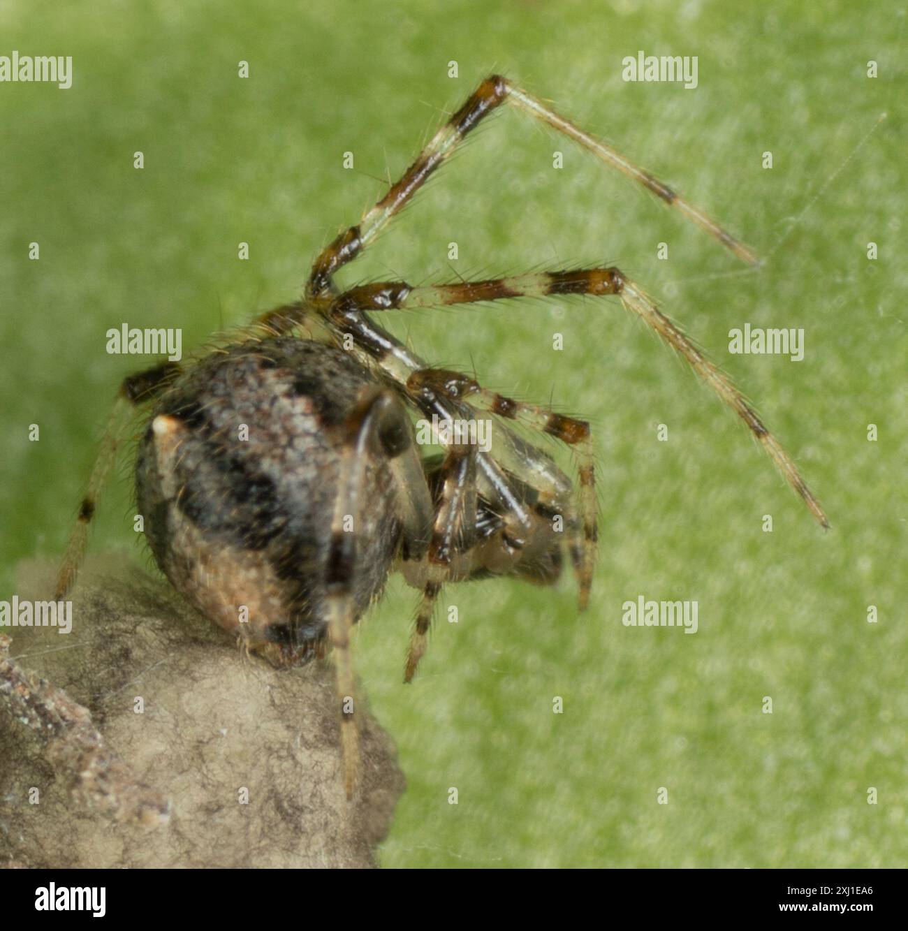 Comb-footed Spiders (Theridiidae) Arachnida Stock Photo - Alamy