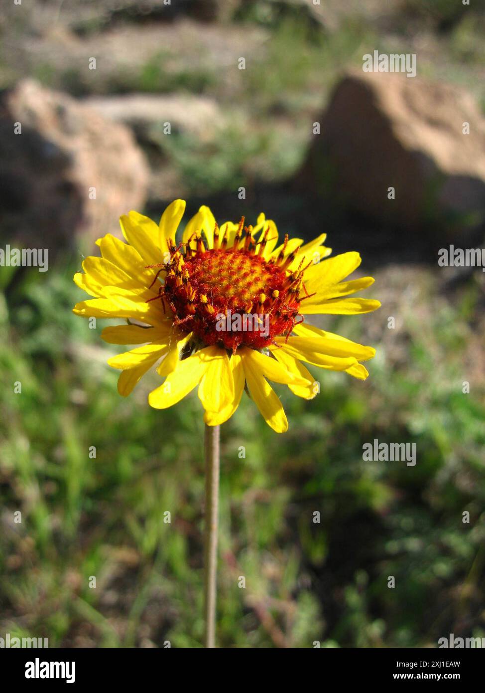 red dome blanketflower (Gaillardia pinnatifida) Plantae Stock Photo - Alamy