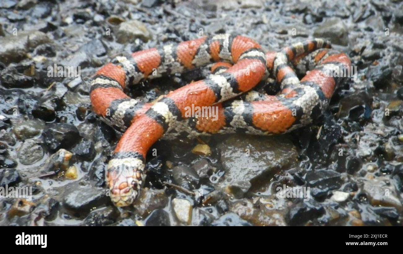 Western Milksnake (Lampropeltis gentilis) Reptilia Stock Photo - Alamy