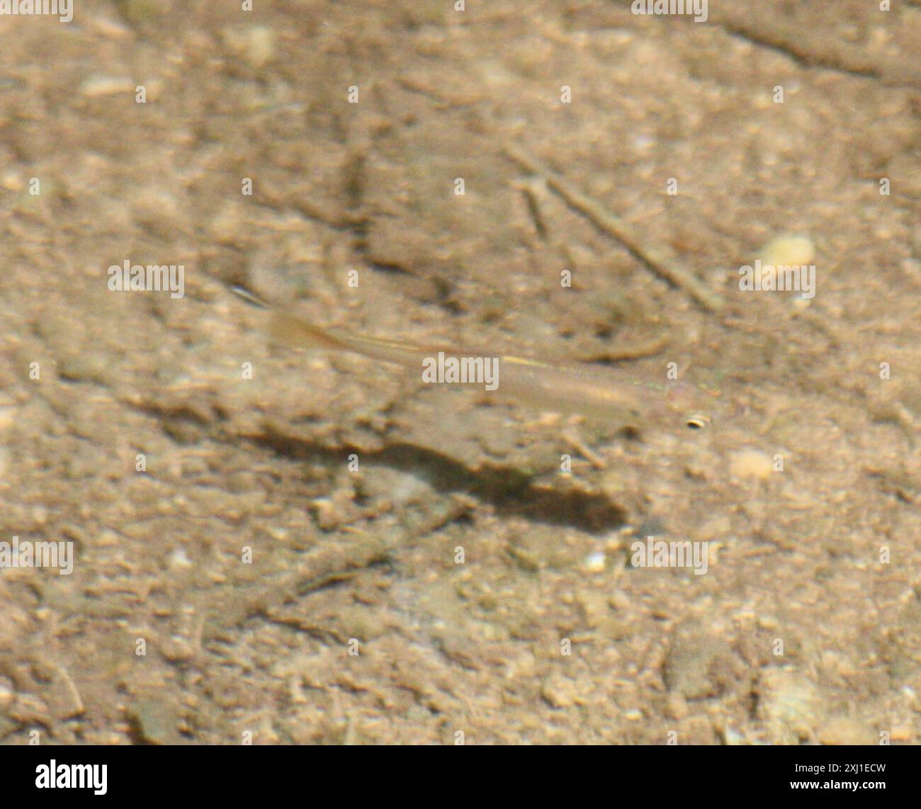 Devario devario hi-res stock photography and images - Alamy