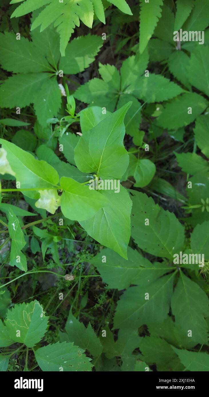 White Four o'Clock (Mirabilis albida) Plantae Stock Photo - Alamy