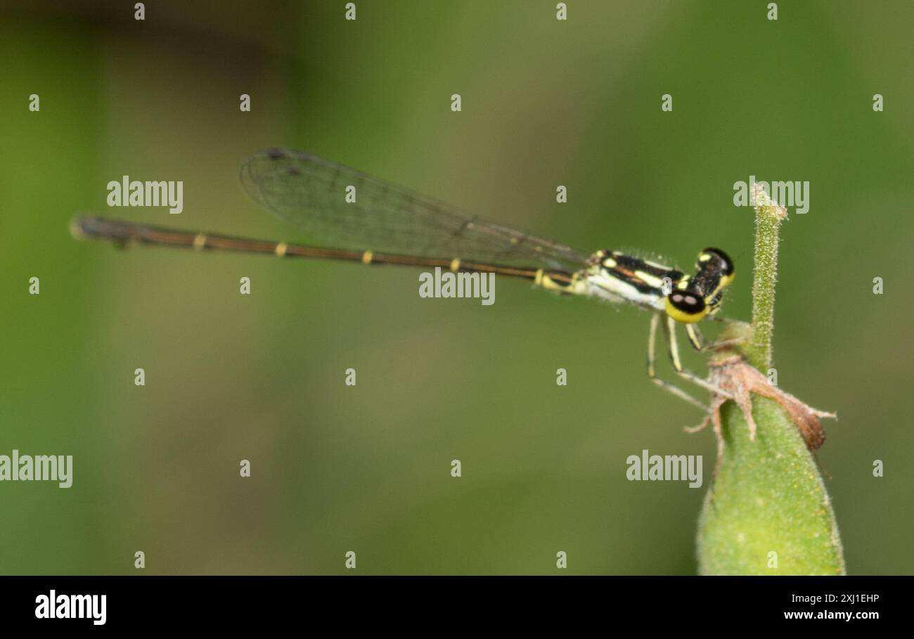 Fragile Forktail (Ischnura posita) Insecta Stock Photo - Alamy