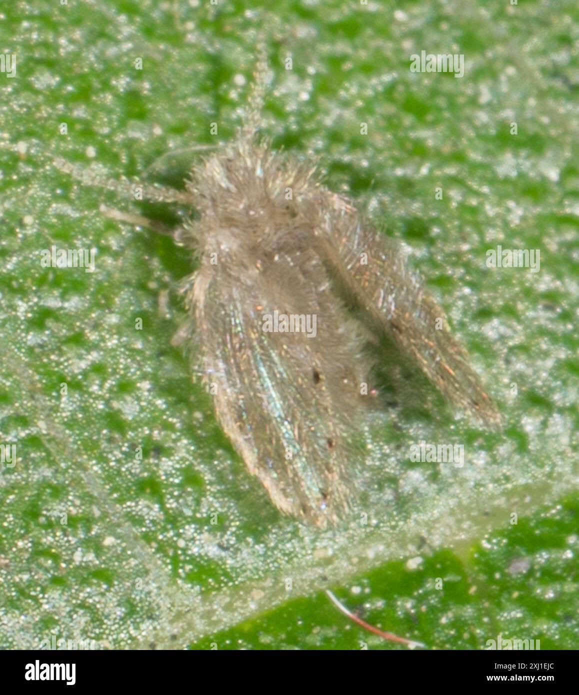 Psychodinae hi-res stock photography and images - Alamy