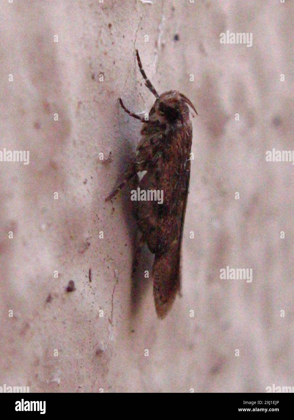 Curved-horn Moths (Gelechioidea) Insecta Stock Photo - Alamy