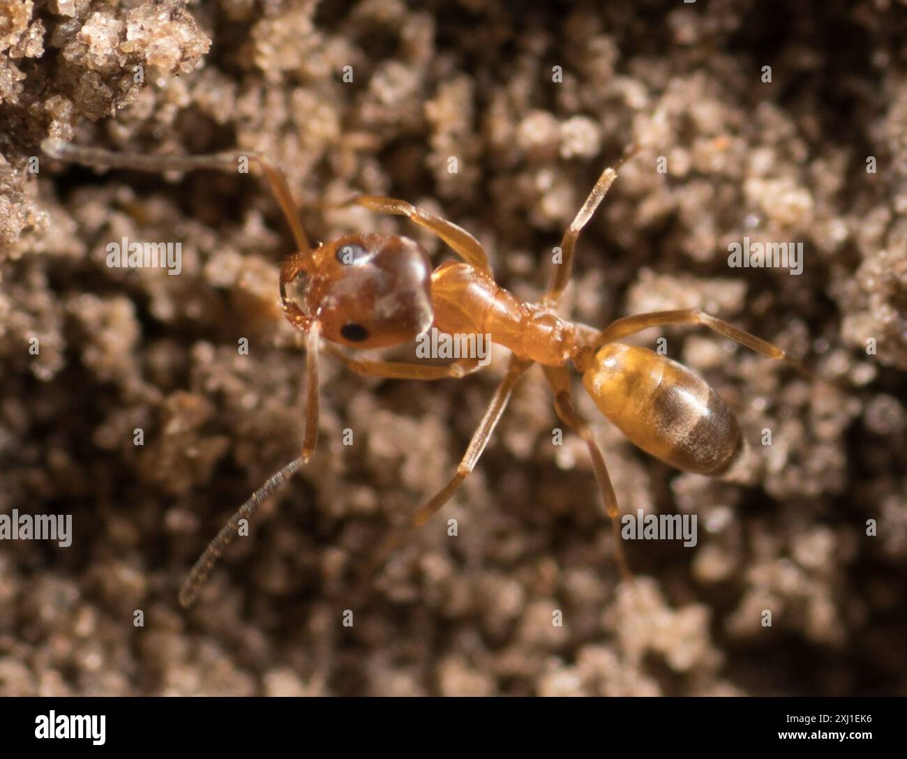 Yellow Pyramid Ant (Dorymyrmex flavus) Insecta Stock Photo - Alamy