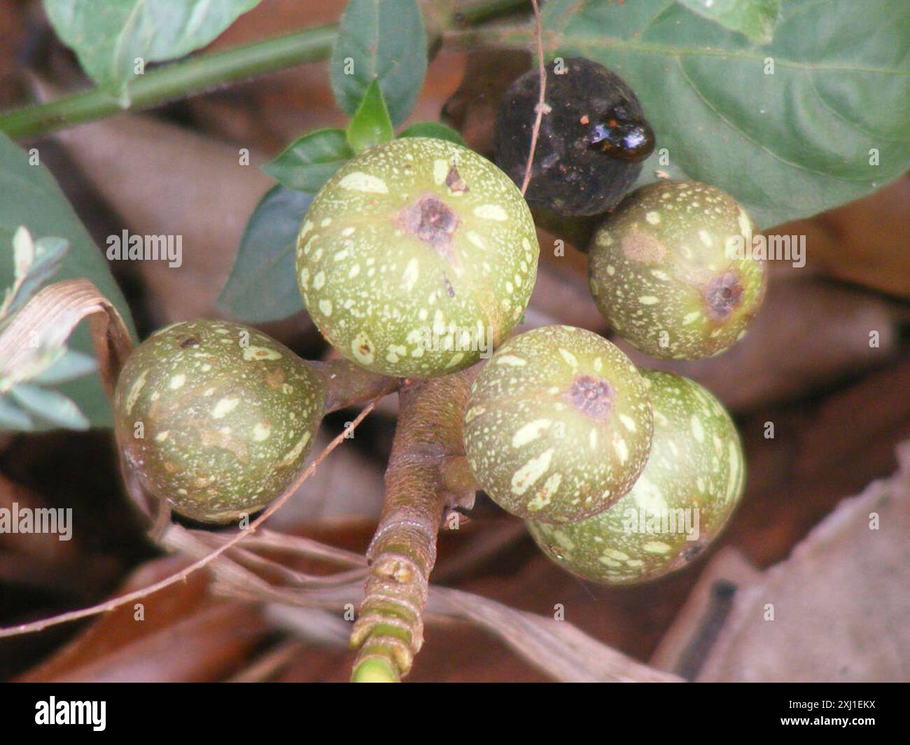 Cape Fig (Ficus sur) Plantae Stock Photo - Alamy