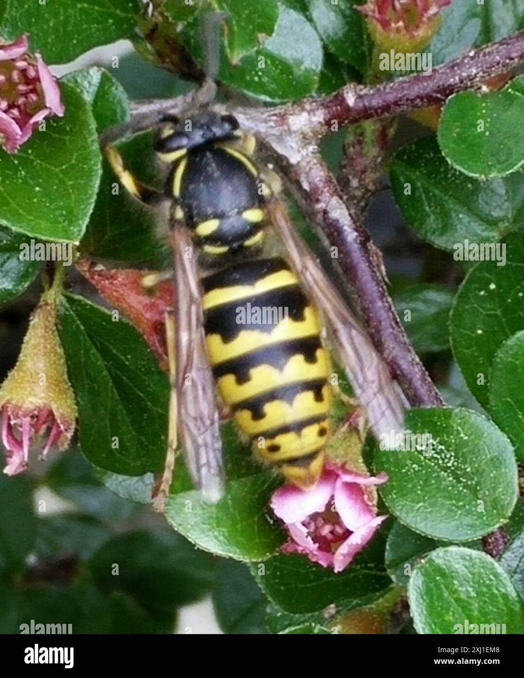 Common European Yellowjacket (Vespula vulgaris) Insecta Stock Photo - Alamy