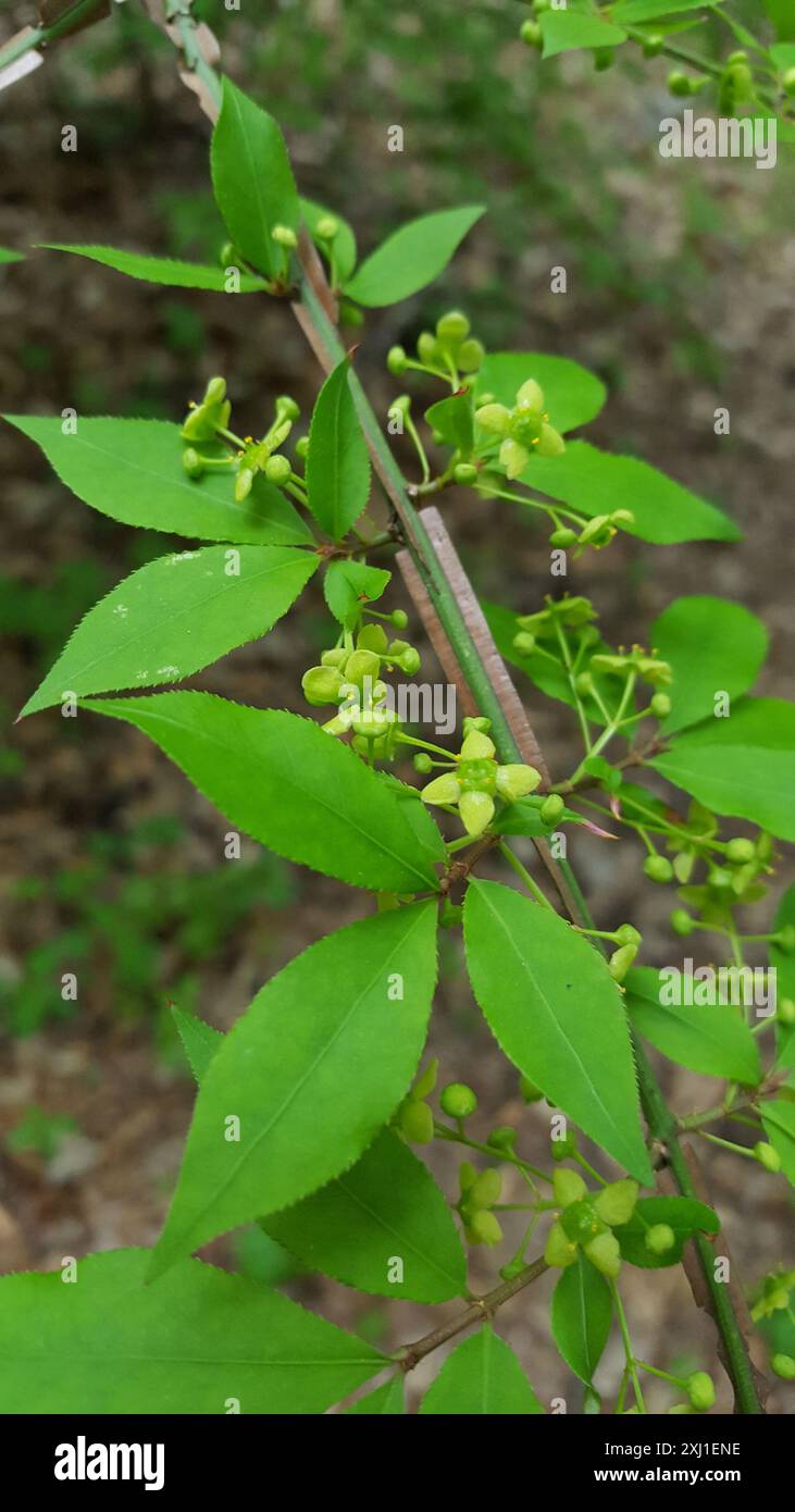 winged euonymus (Euonymus alatus) Plantae Stock Photo - Alamy