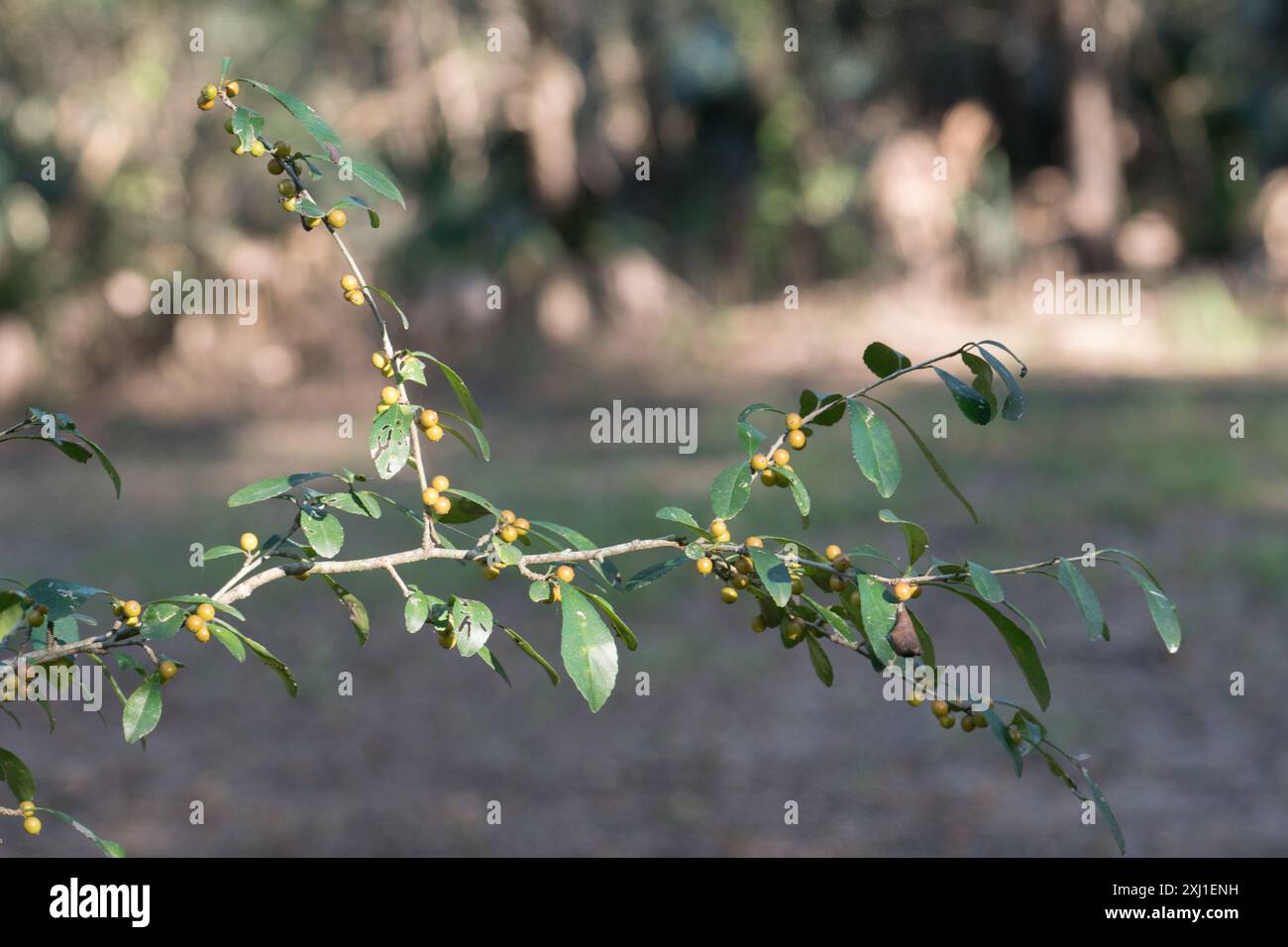 possumhaw (Ilex decidua) Plantae Stock Photo - Alamy
