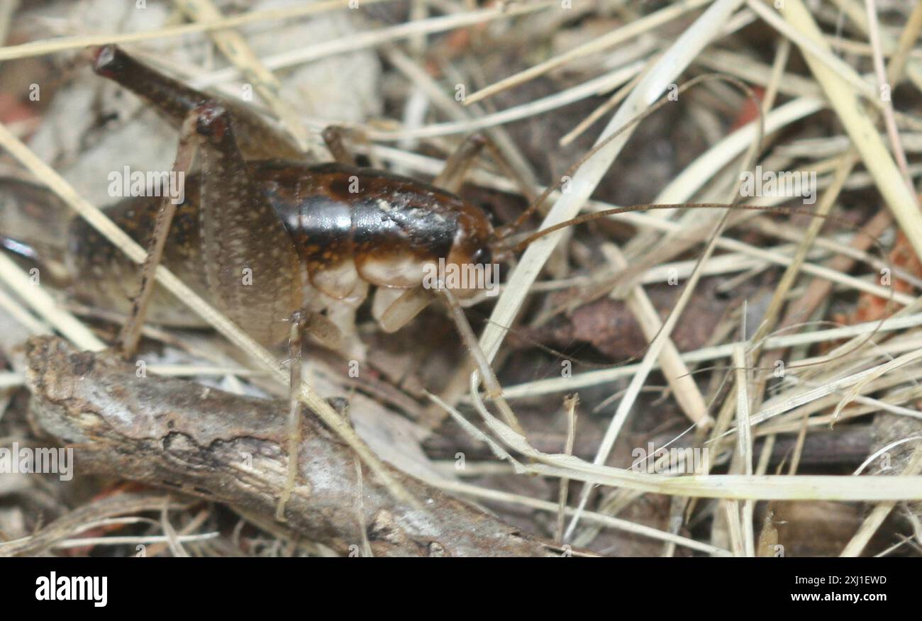 Camel crickets hi-res stock photography and images - Alamy