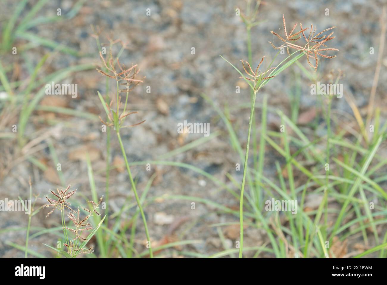 Purple nutsedge (Cyperus rotundus) Plantae Stock Photo - Alamy