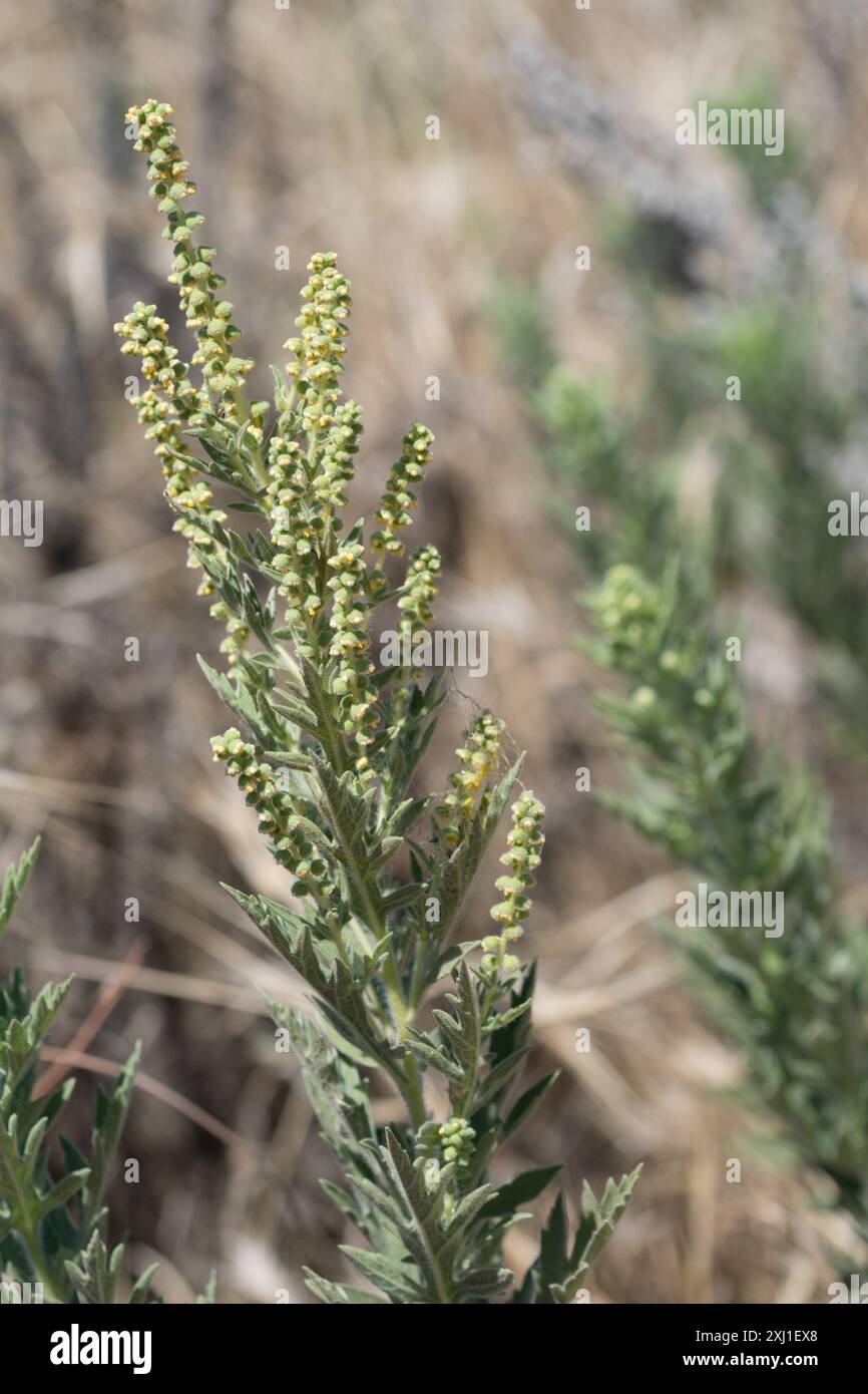 western ragweed (Ambrosia psilostachya) Plantae Stock Photo - Alamy