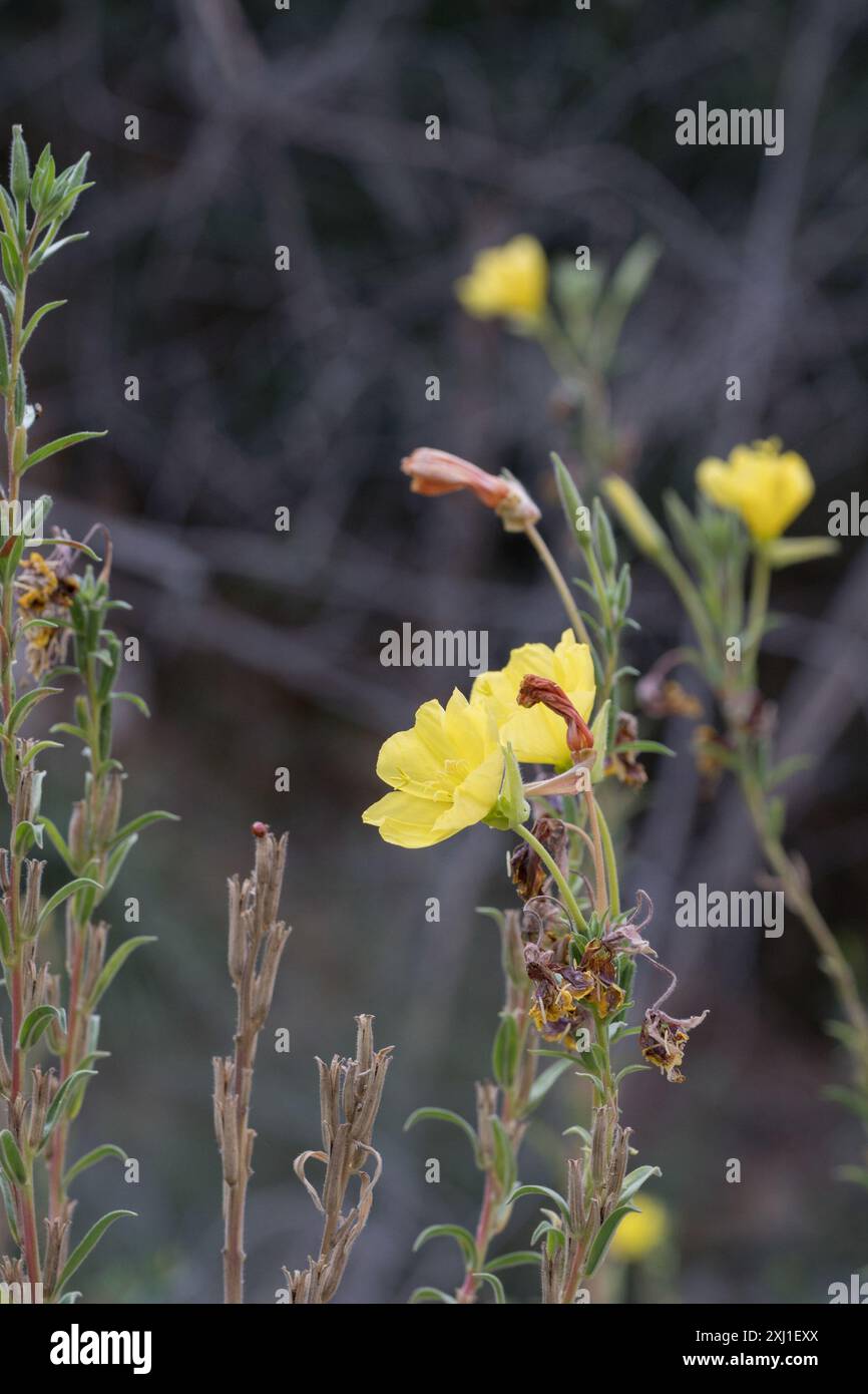 tall evening primrose (Oenothera elata) Plantae Stock Photo - Alamy
