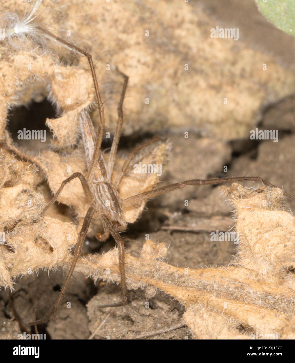 Stretch Spiders (Tetragnatha) Arachnida Stock Photo - Alamy