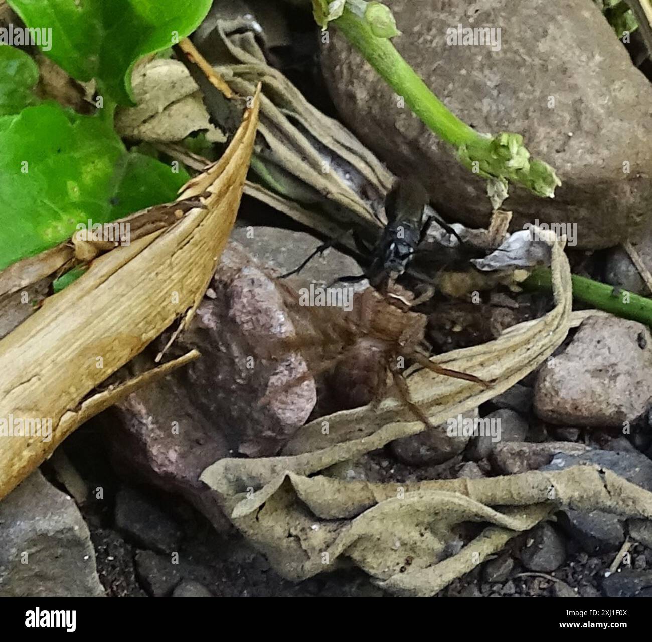 Asian Red-tailed Spider Wasp (Tachypompilus analis) Insecta Stock Photo ...