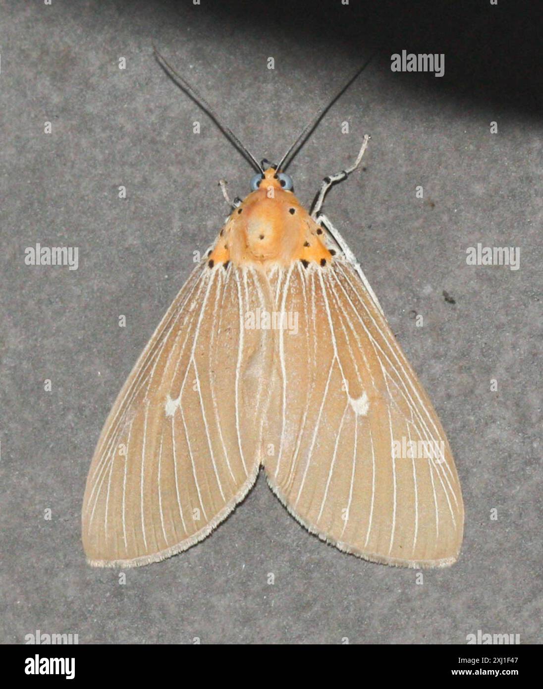 Tropical Tiger Moth (Asota caricae) Insecta Stock Photo - Alamy