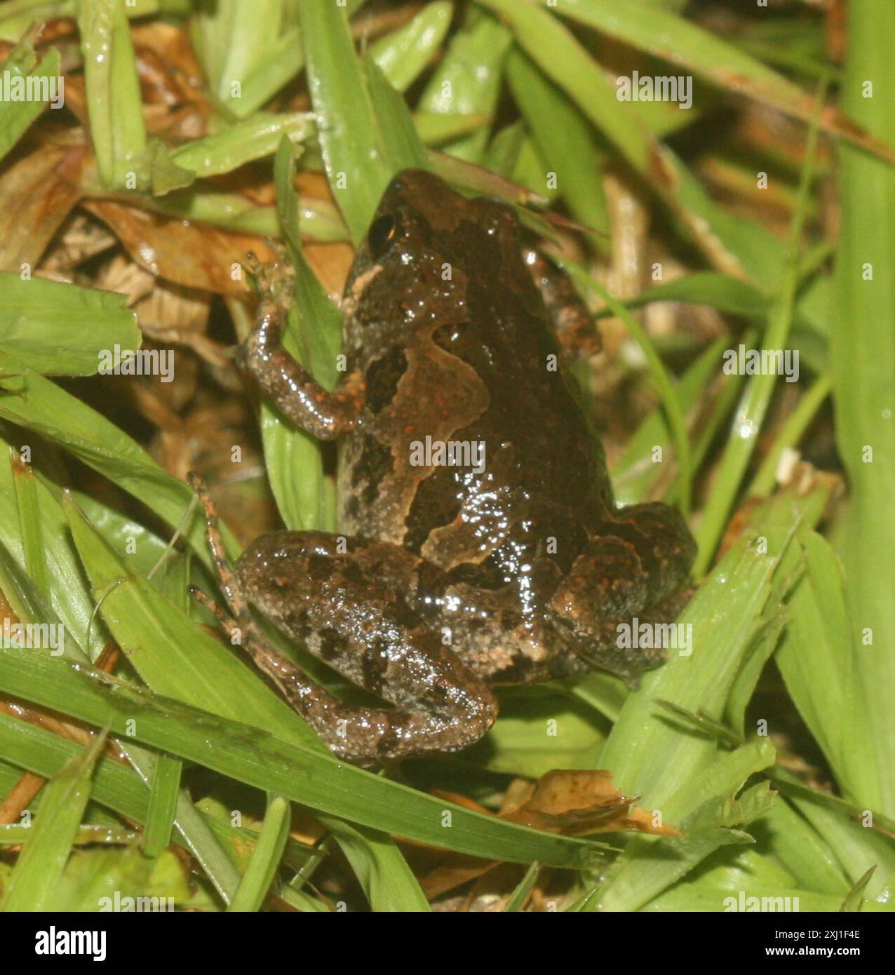 Tubercled Pygmy Frog (Microhyla butleri) Amphibia Stock Photo - Alamy