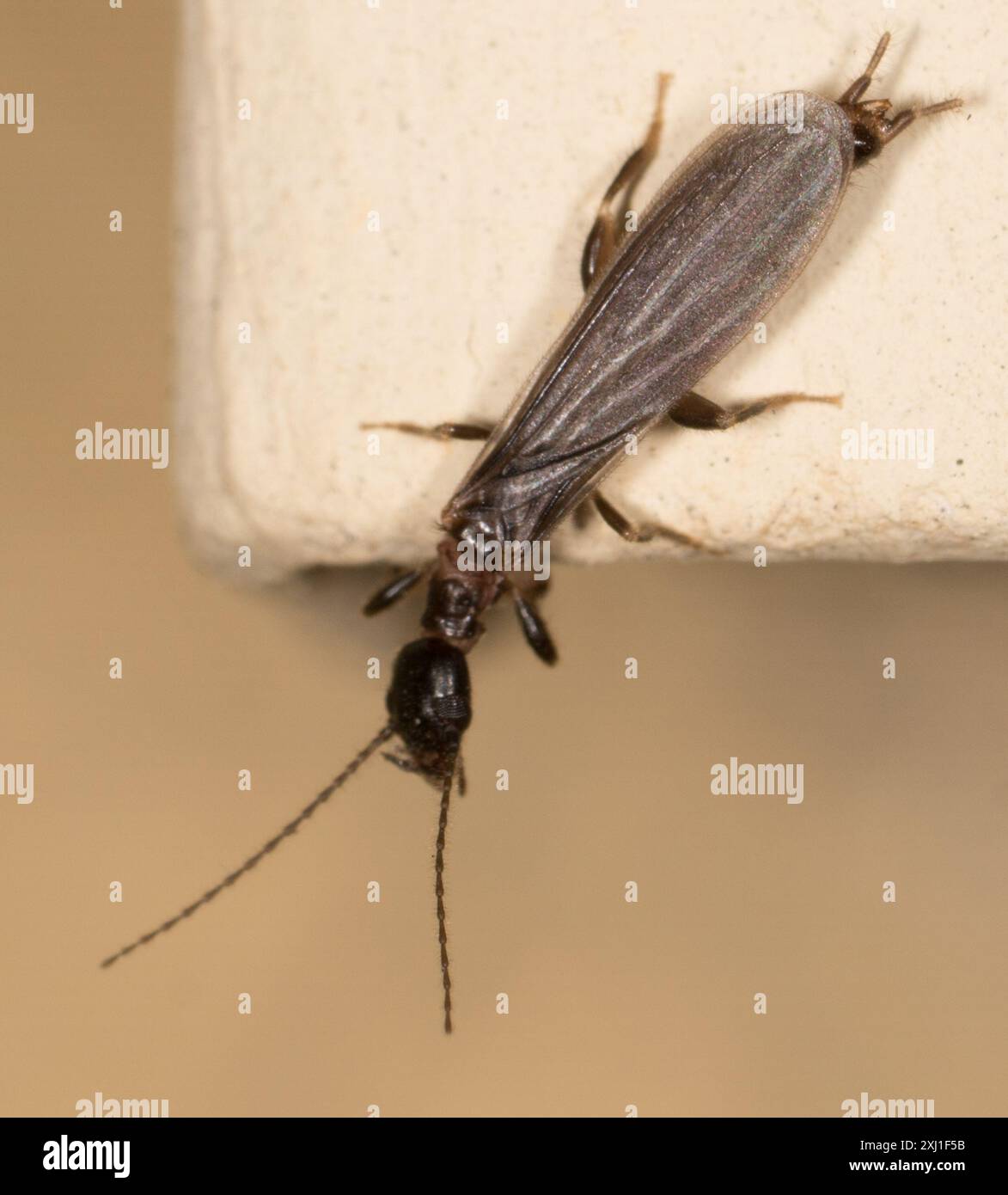 Webspinners (Embioptera) Insecta Stock Photo - Alamy