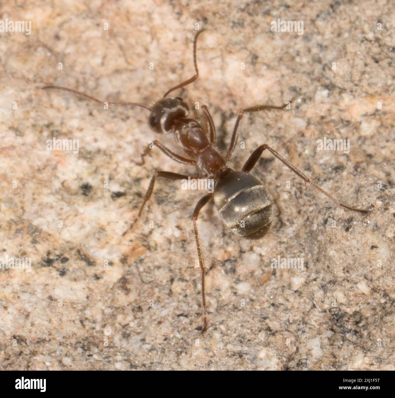 Wood, Mound, and Field Ants (Formica) Insecta Stock Photo - Alamy