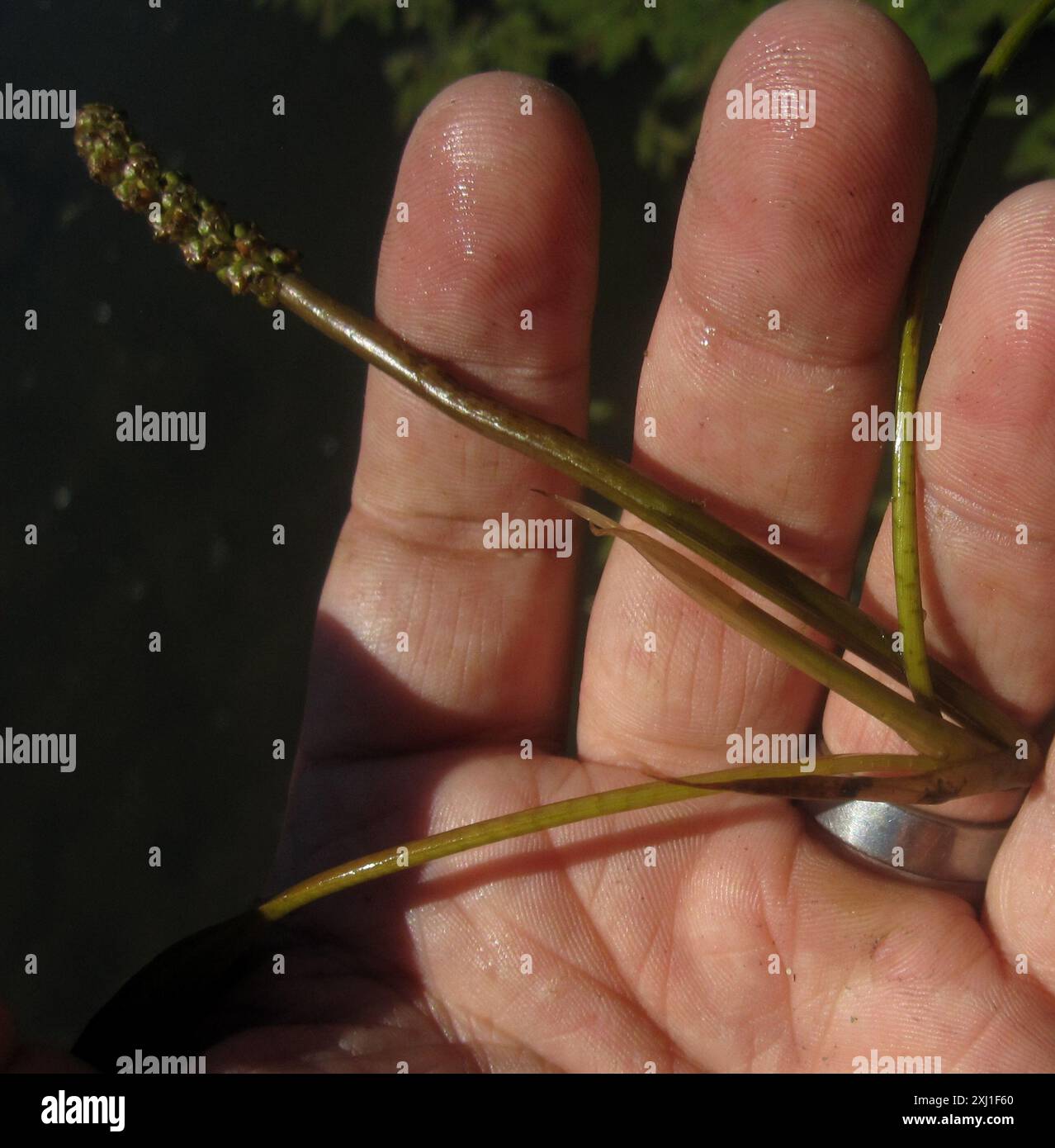 Longleaf Pondweed (Potamogeton nodosus) Plantae Stock Photo - Alamy