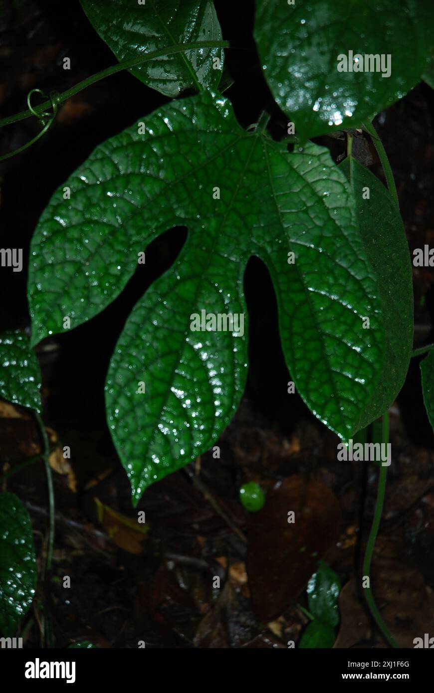 Jungle Cucumber (Gurania makoyana) Plantae Stock Photo - Alamy