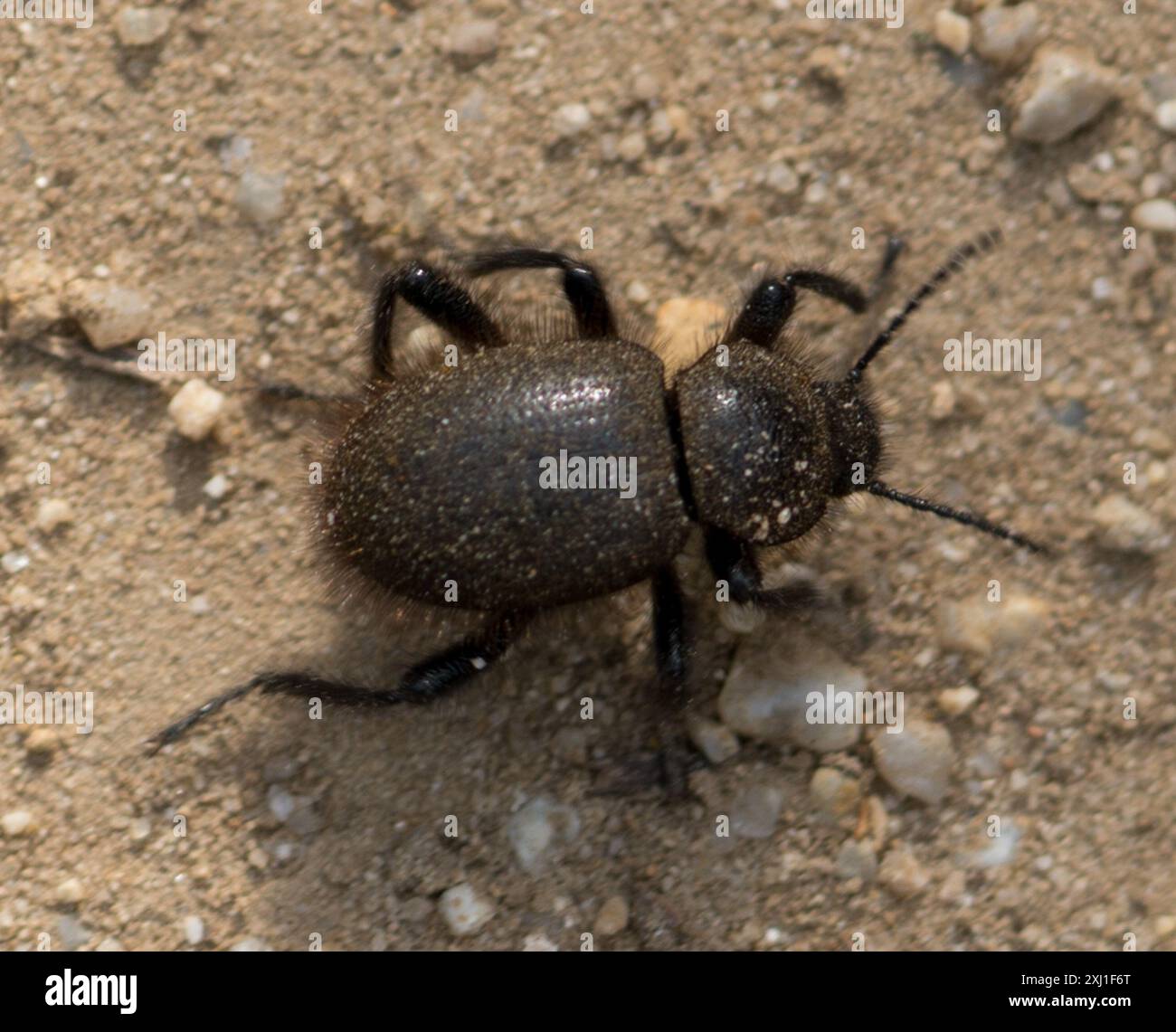 Woolly Darkling Beetle (Eleodes osculans) Insecta Stock Photo - Alamy