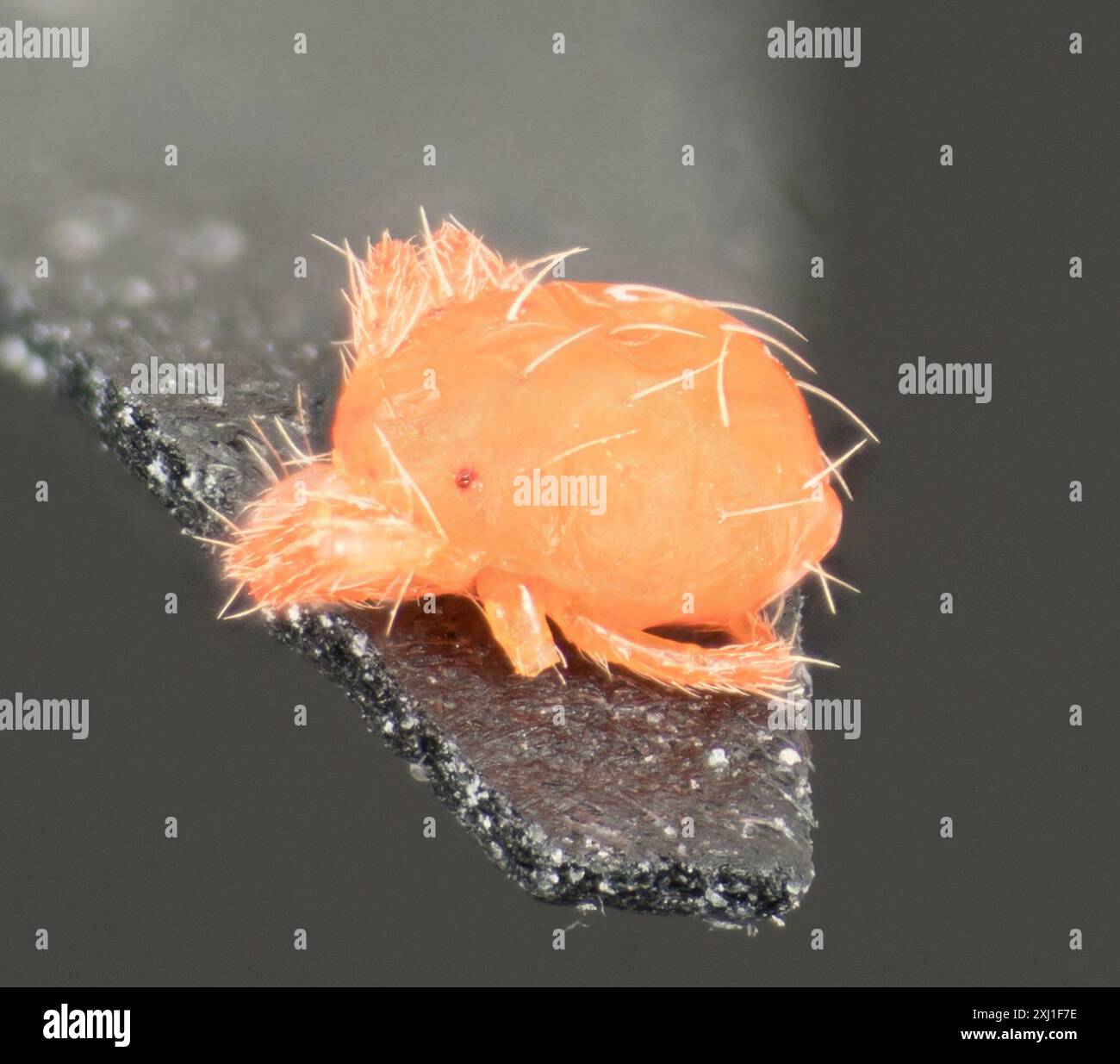 Mites and Ticks (Acari) Arachnida Stock Photo - Alamy