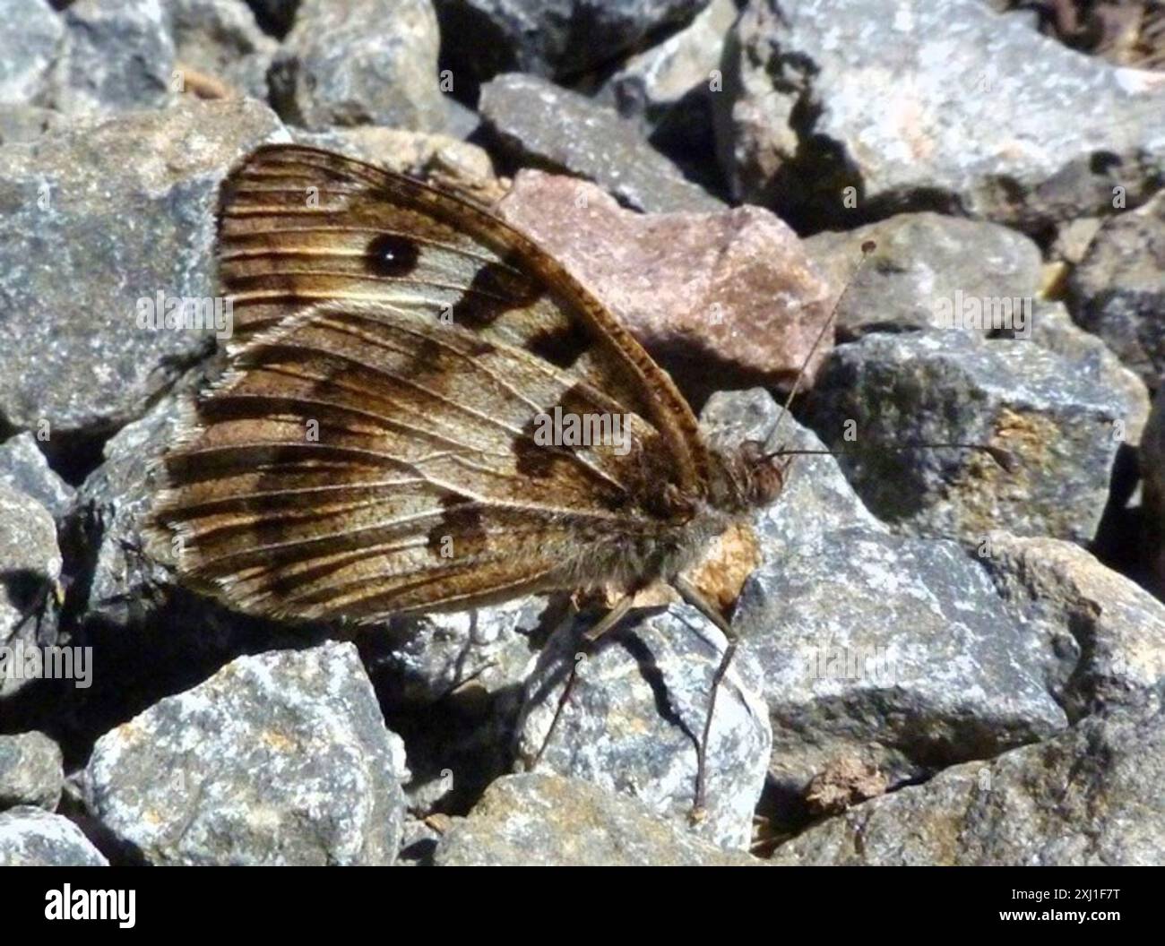 The Hermit (Chazara briseis) Insecta Stock Photo - Alamy