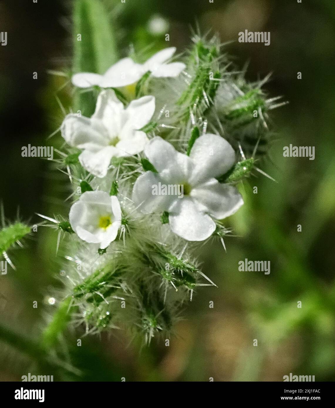Annual Cryptanthas (Cryptantha) Plantae Stock Photo - Alamy