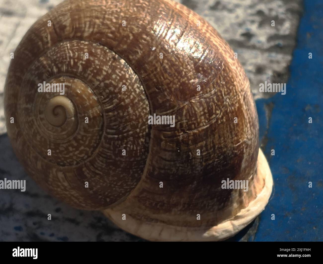 Milk Snail (Otala lactea) Mollusca Stock Photo - Alamy