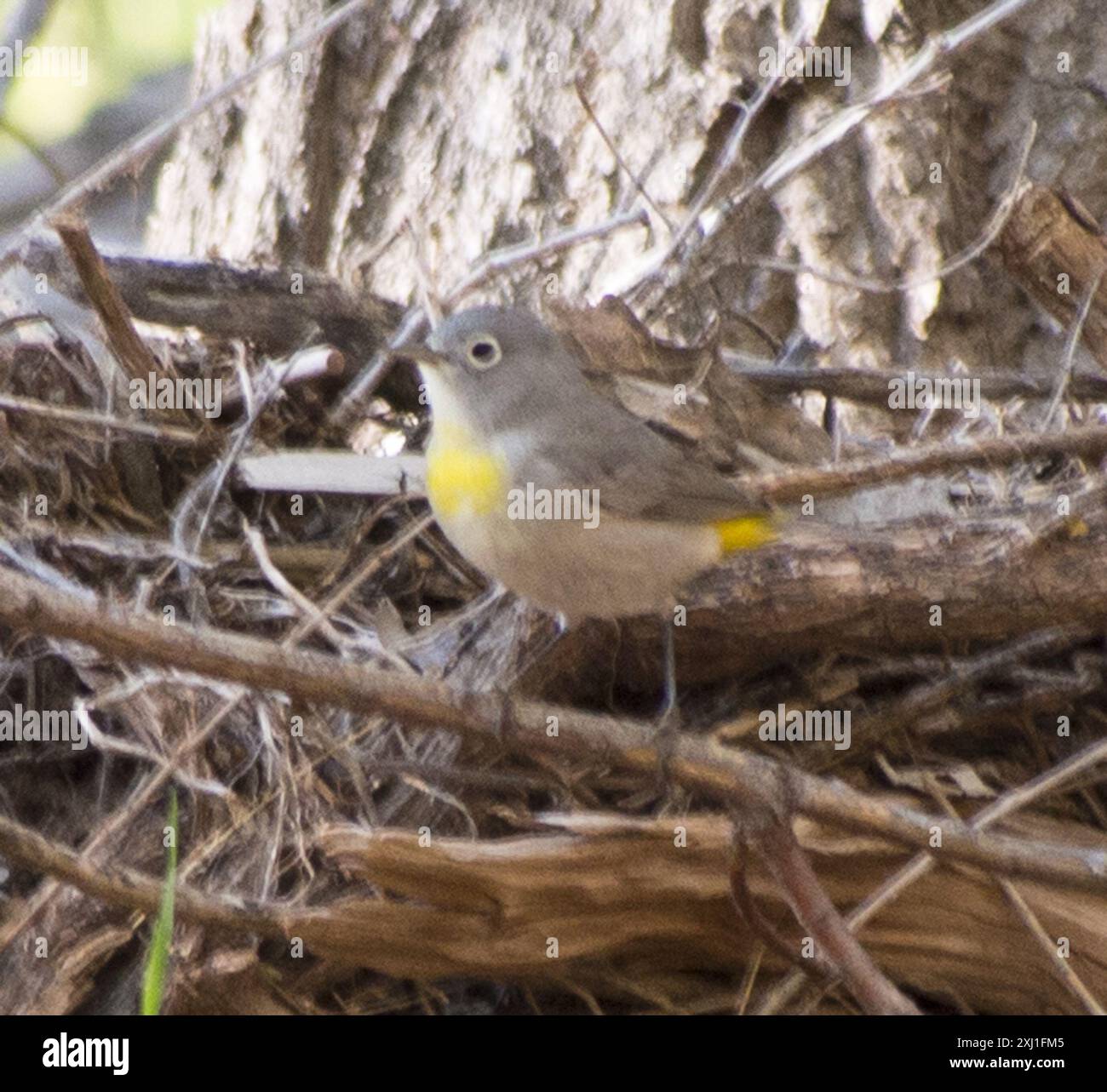 Virginia's Warbler (Leiothlypis virginiae) Aves Stock Photo - Alamy